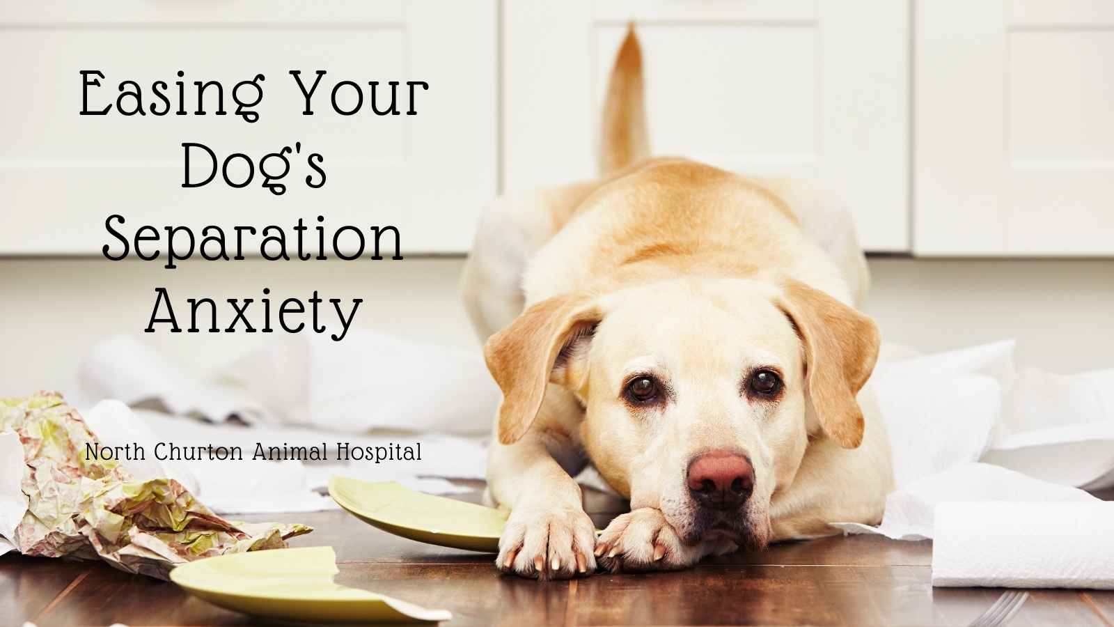 Easing Your Dog's Separation Anxiety - 7 Tips North Churton Animal Hospital